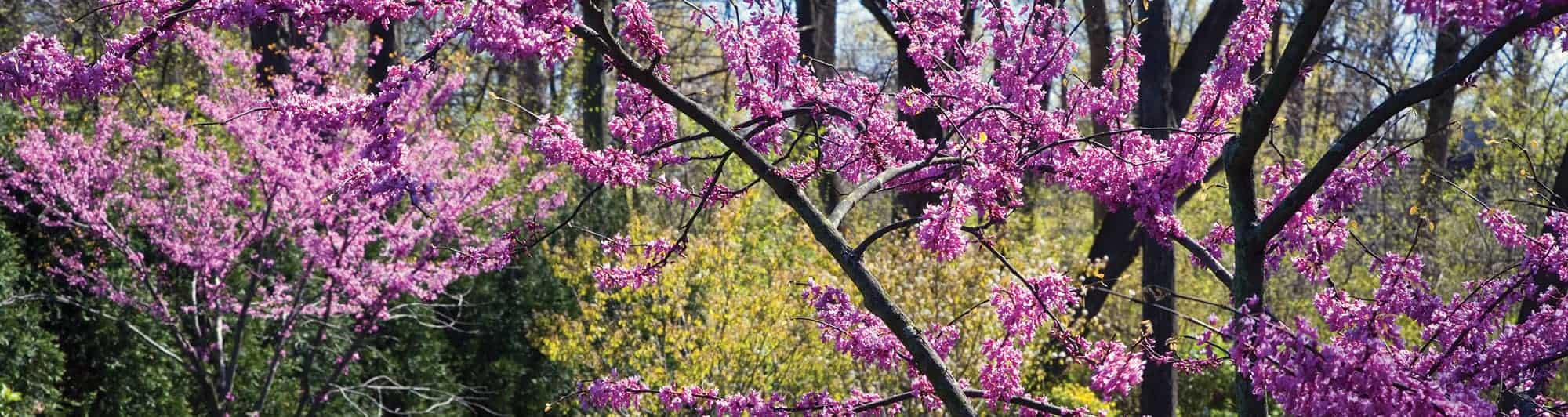 Landscape Features | Patios and Gardens | Van Zelst