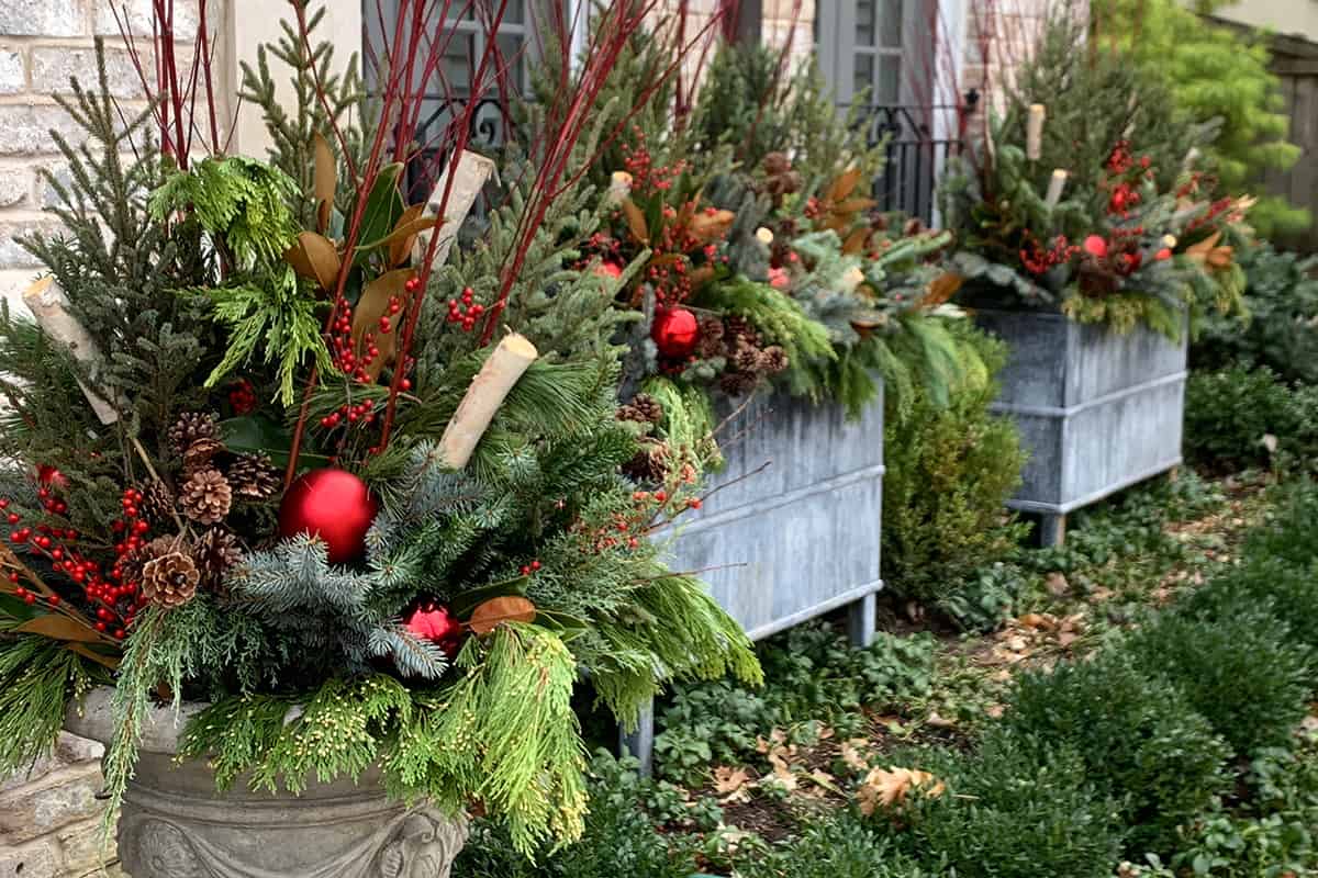Christmas Container Gardens in Illinois - Van Zelst